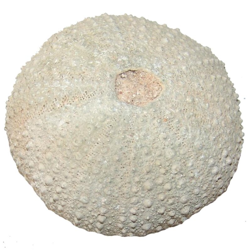 Seeigel versteinert Fossil Hemicidaris intermedia aus Marokko 150 Mil ...